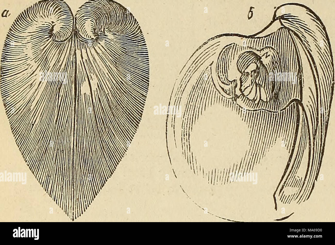 . Elements of geology, or, The ancient changes of the earth and its ...