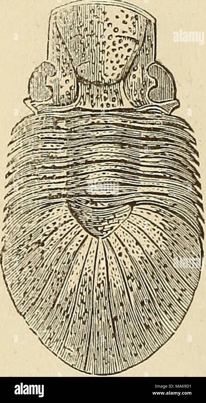 . Elements of geology, or, The ancient changes of the earth and its ...