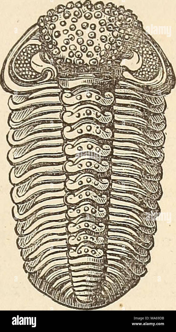 . Elements of geology, or, The ancient changes of the earth and its ...