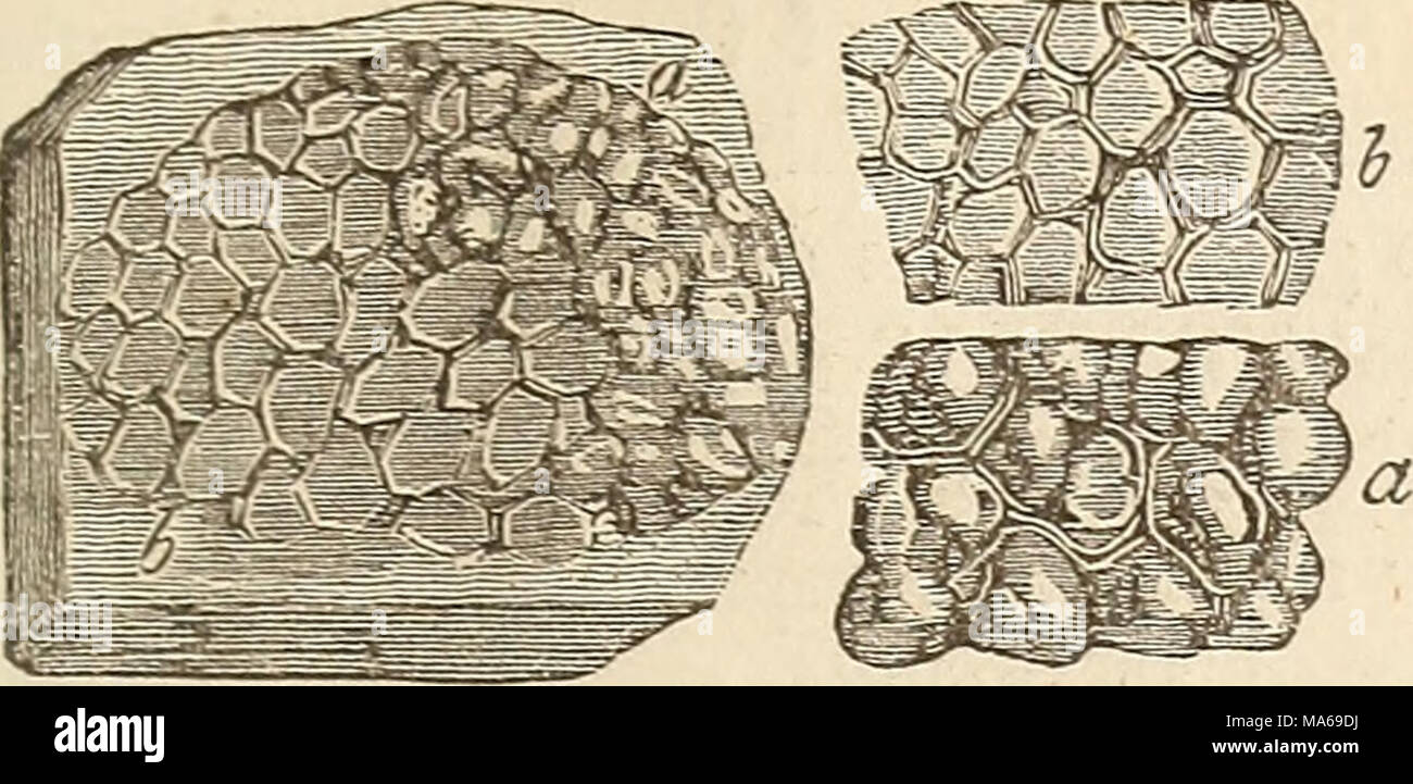 . Elements of geology, or, The ancient changes of the earth and its ...