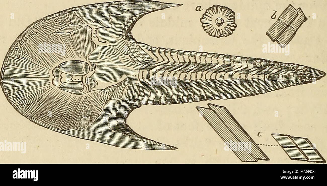 . Elements of geology, or, The ancient changes of the earth and its ...