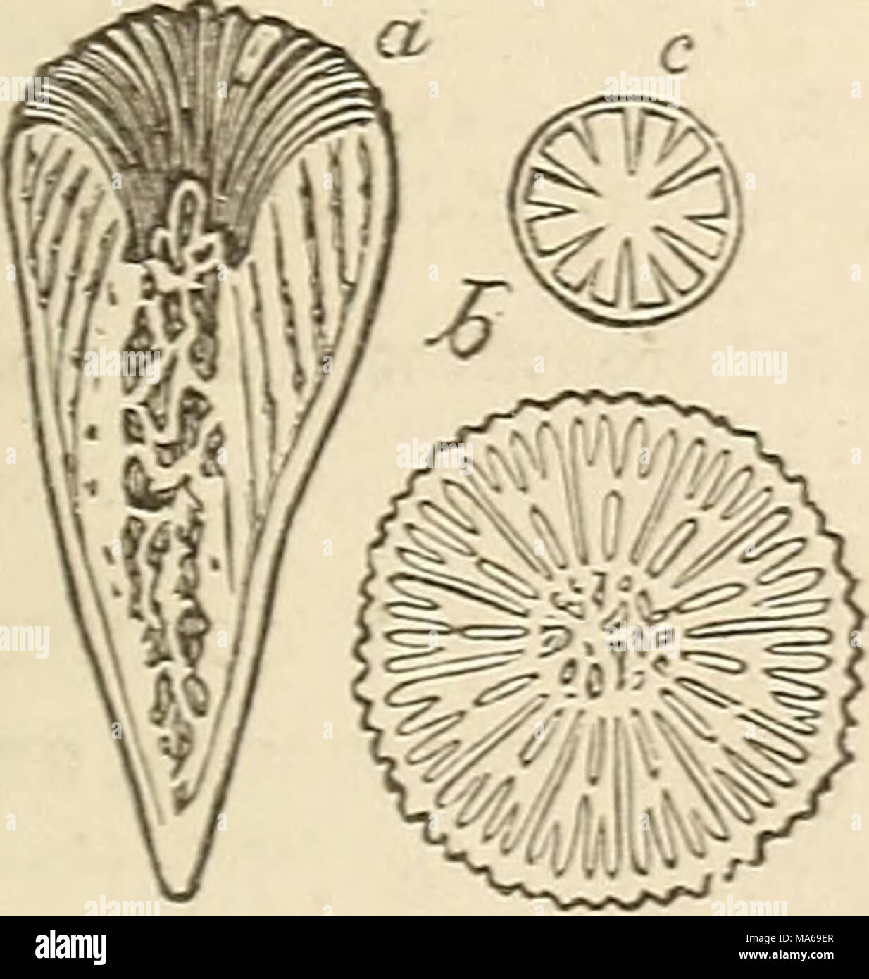 . Elements of geology, or, The ancient changes of the earth and its ...