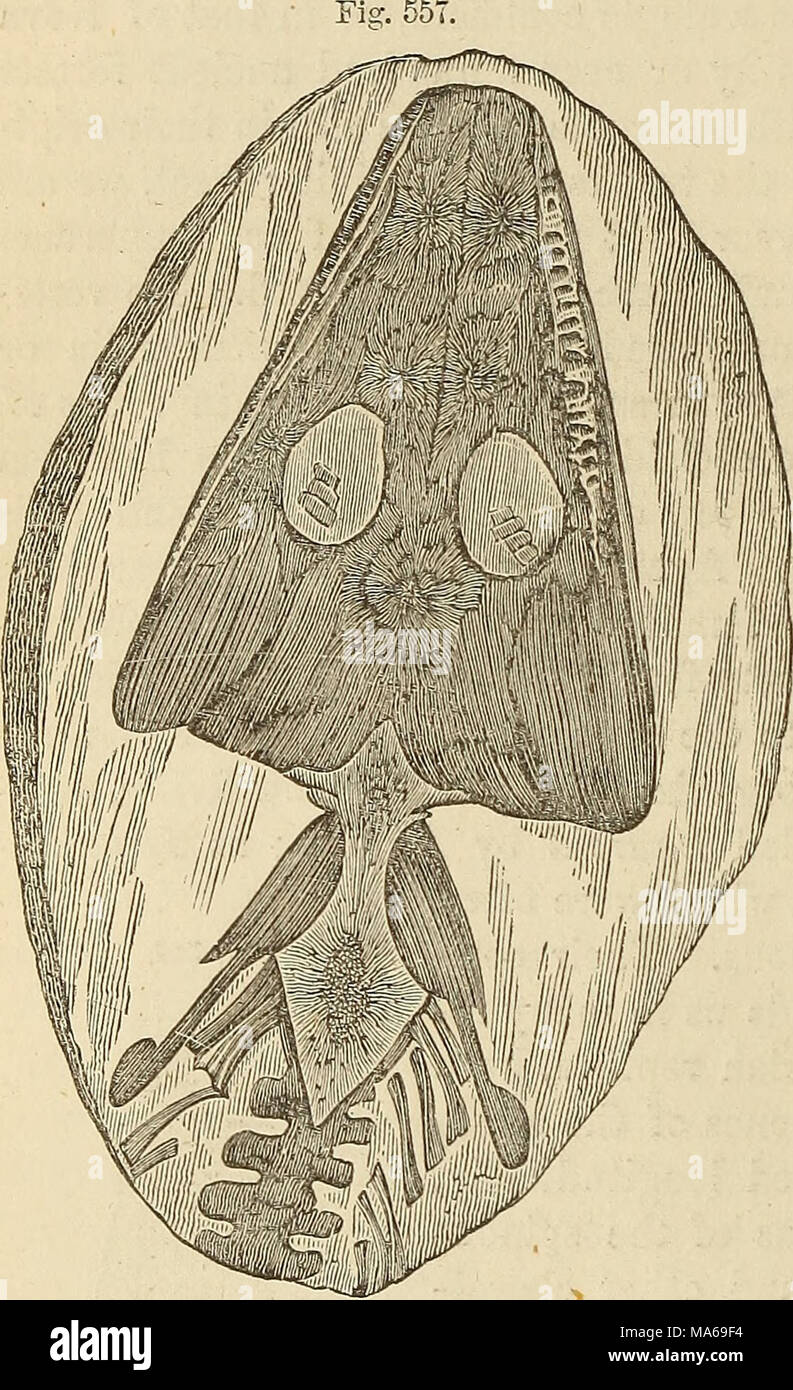 . Elements of geology, or, The ancient changes of the earth and its ...