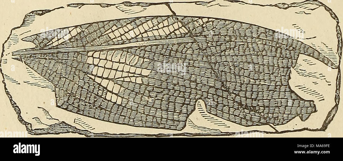 . Elements of geology, or, The ancient changes of the earth and its ...