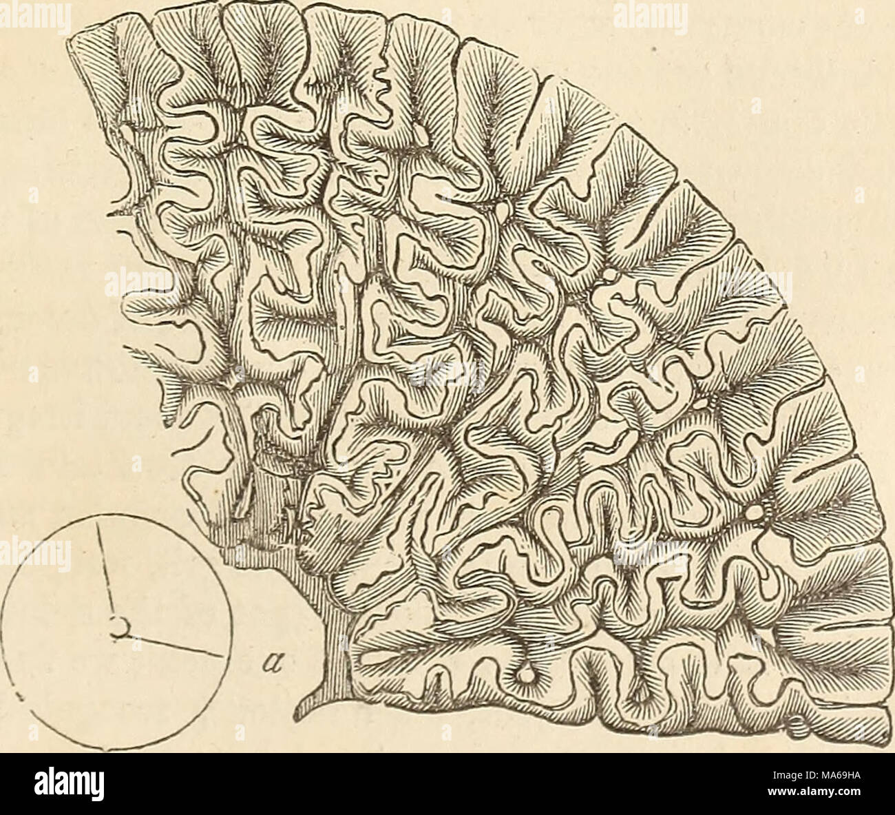 . Elements of geology, or, The ancient changes of the earth and its ...