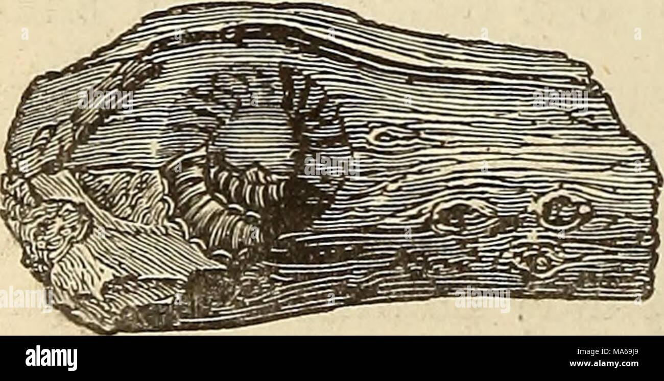 . Elements of geology, or, The ancient changes of the earth and its ...