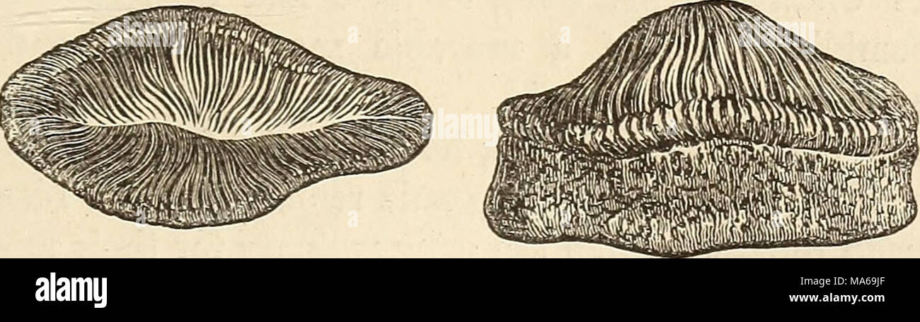 . Elements of geology, or, The ancient changes of the earth and its ...