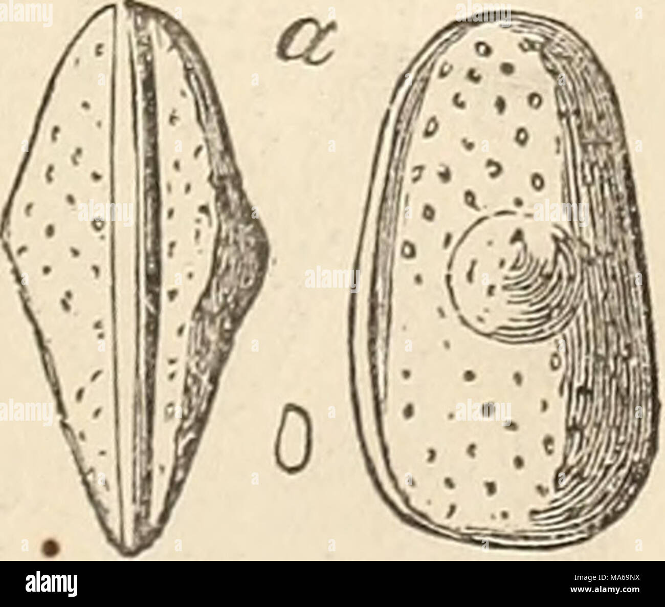 . Elements of geology, or, The ancient changes of the earth and its ...