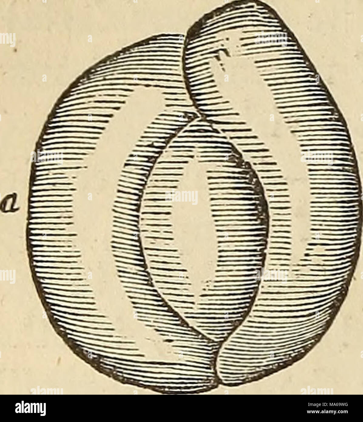 . Elements of geology, or, The ancient changes of the earth and its ...