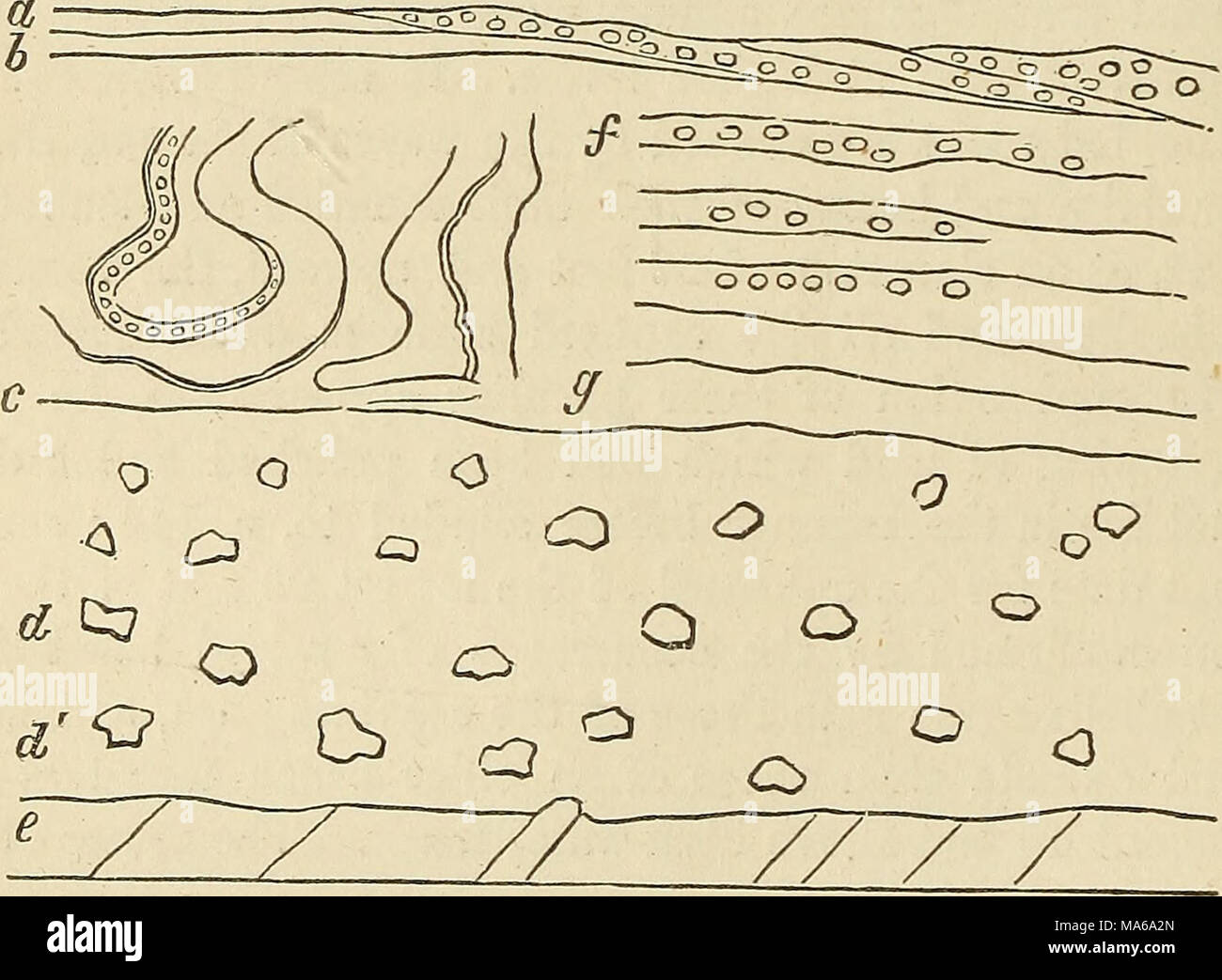 . Elements of geology, or, The ancient changes of the earth and its ...