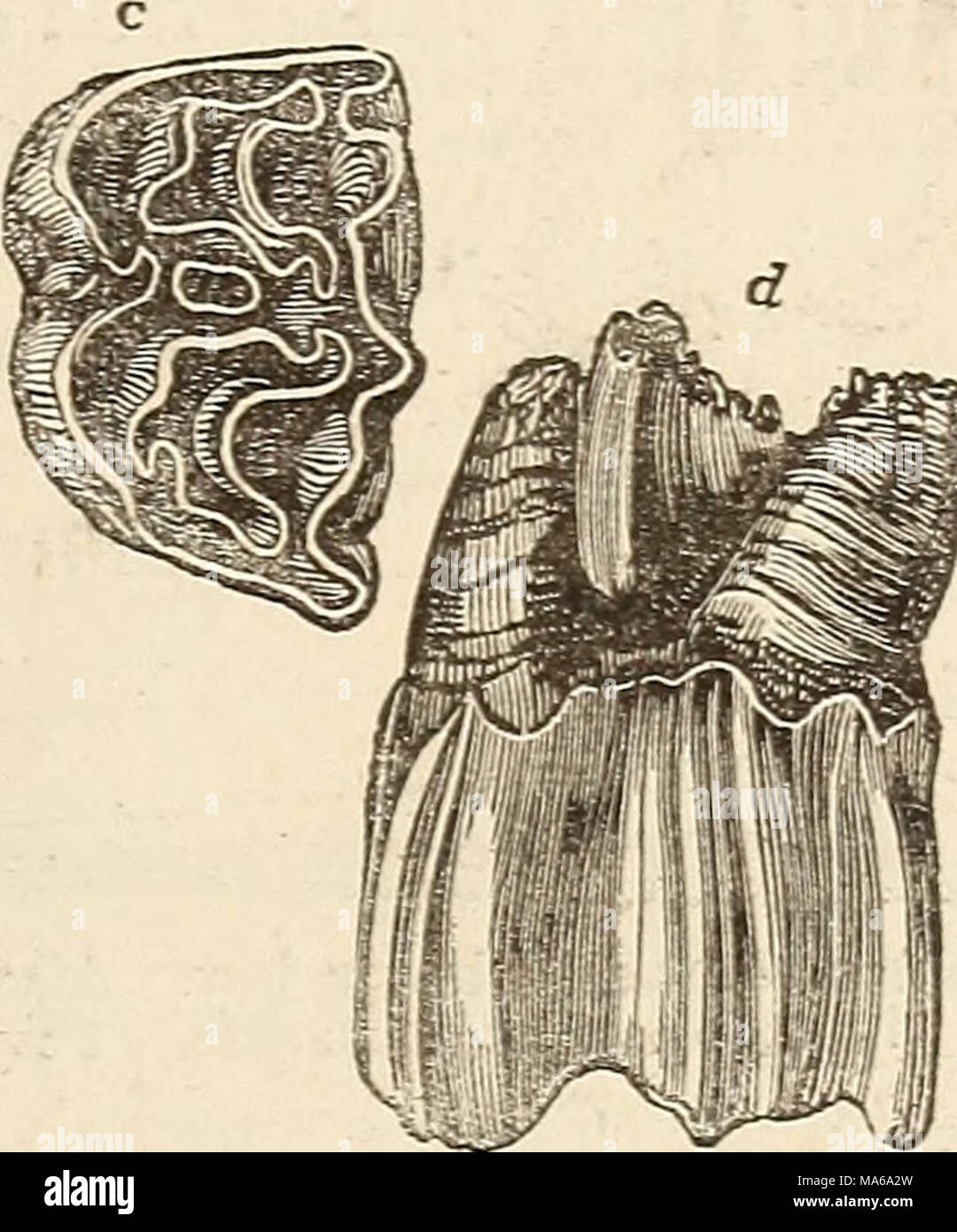 . Elements of geology, or, The ancient changes of the earth and its ...