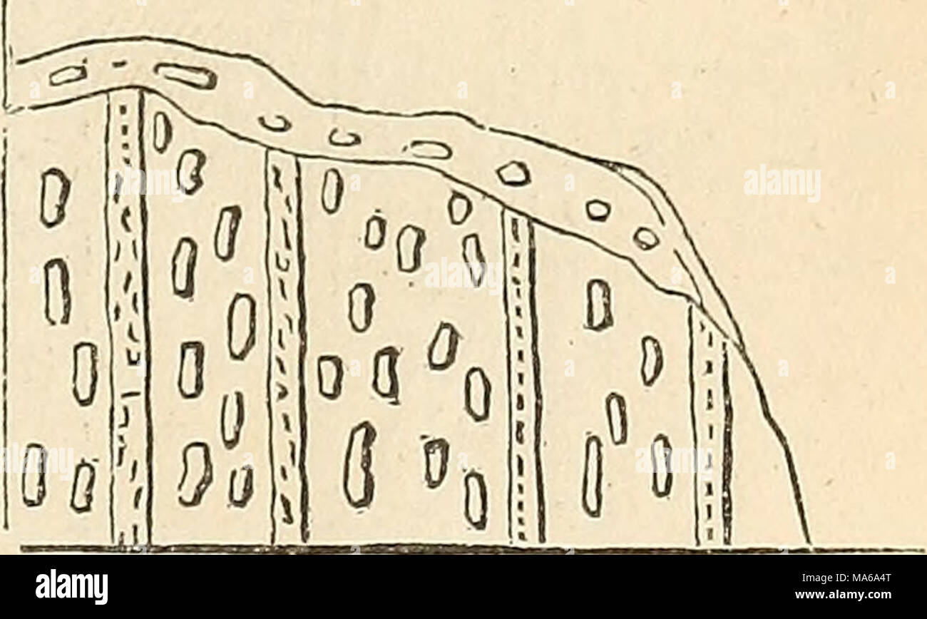 . Elements of geology, or, The ancient changes of the earth and its ...