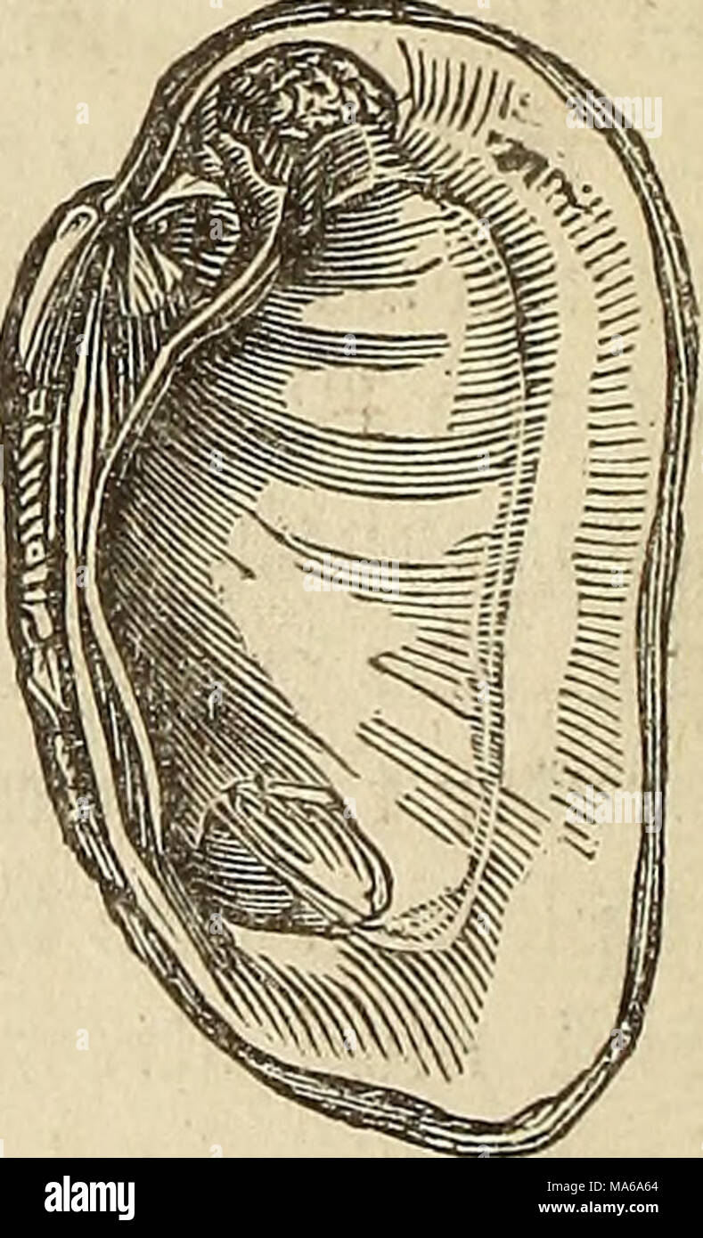 . Elements of geology, or, The ancient changes of the earth and its ...