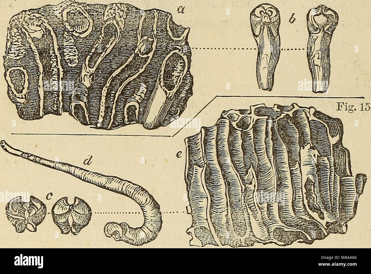 . Elements of geology, or, The ancient changes of the earth and its ...