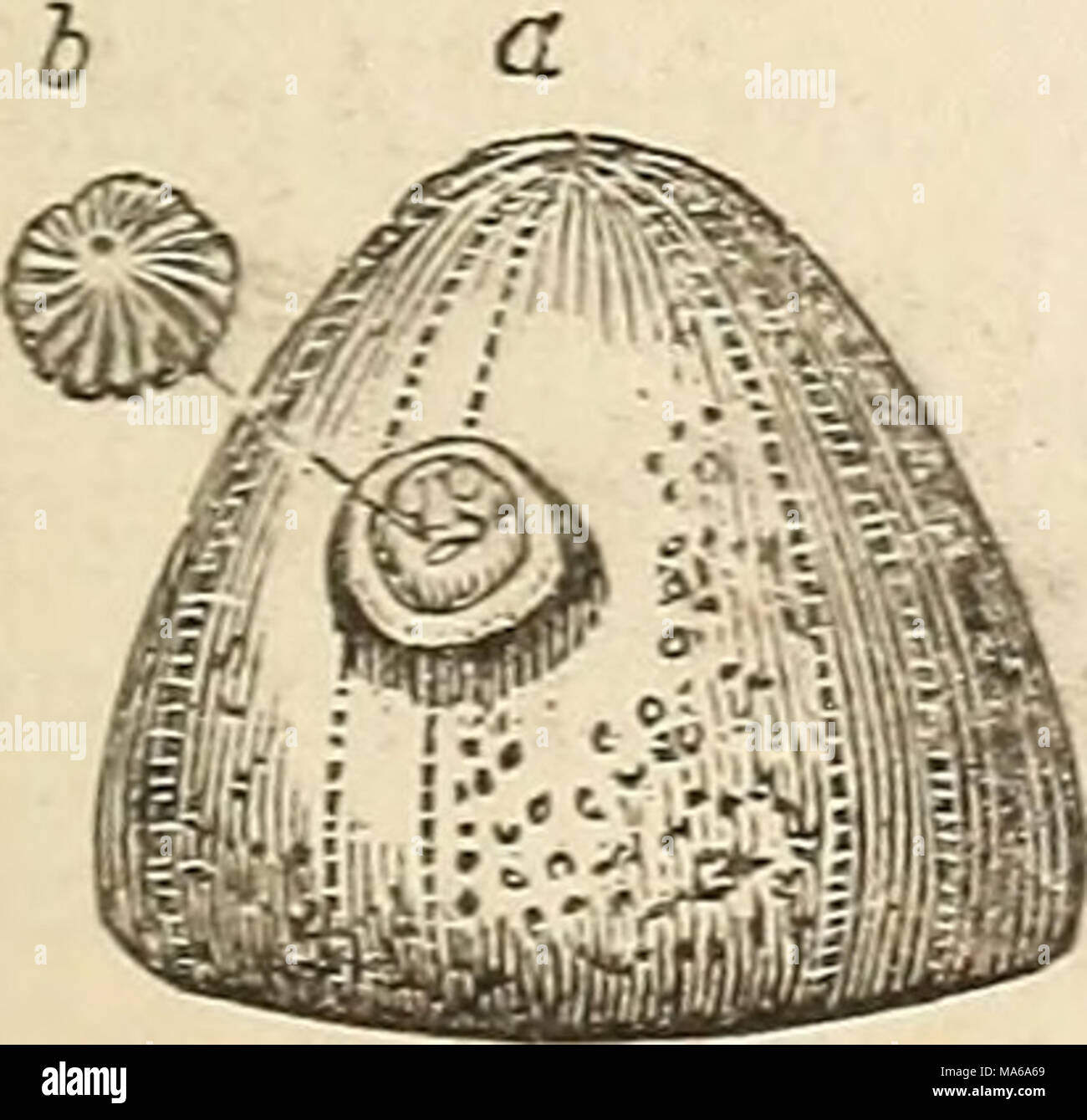 . Elements of geology, or, The ancient changes of the earth and its ...