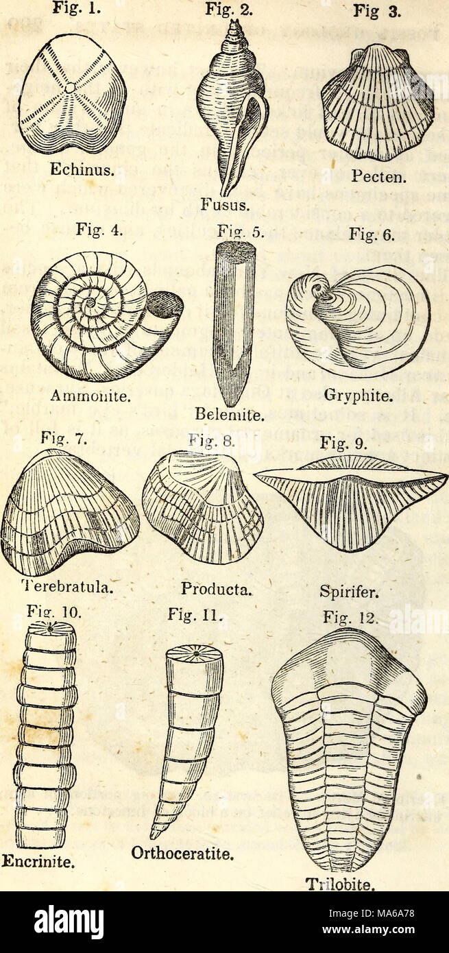 . The elements of geology, for popular use : containing a description ...