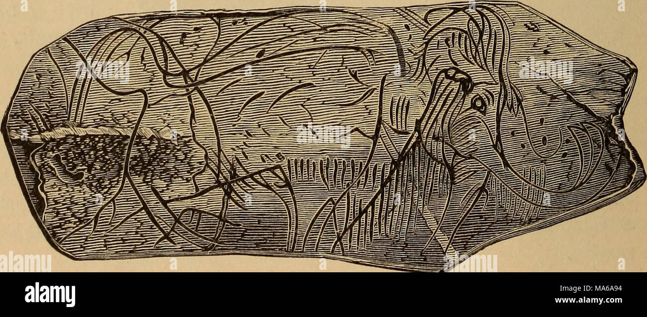 . Elements of geology : a text-book for colleges and for the general ...