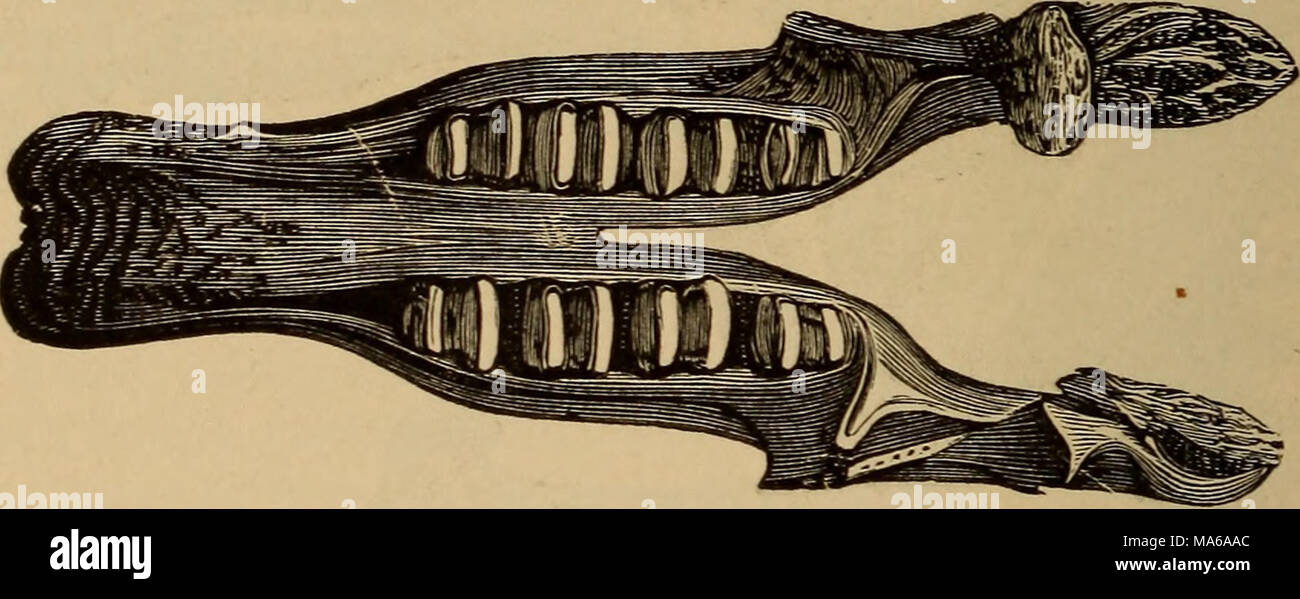 . Elements of geology : a text-book for colleges and for the general ...