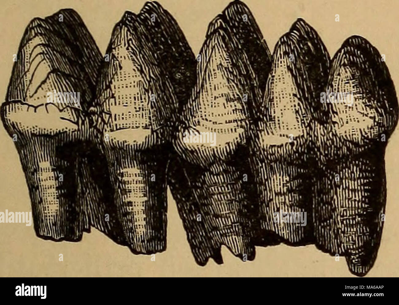 . Elements of geology : a text-book for colleges and for the general ...