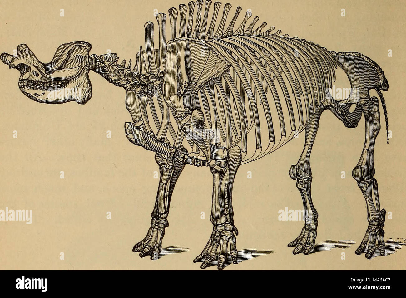 . Elements of geology : a text-book for colleges and for the general ...