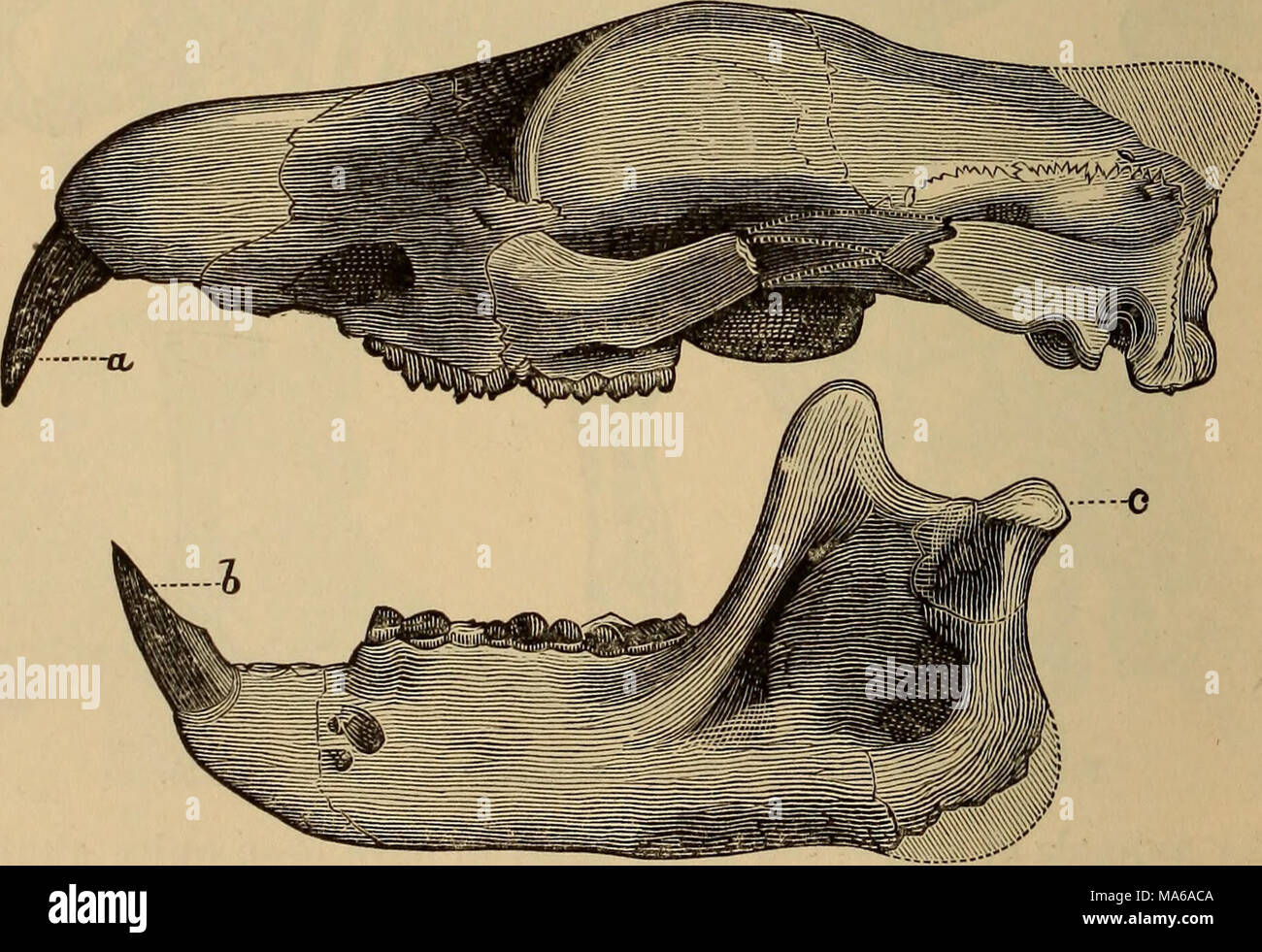 . Elements of geology : a text-book for colleges and for the general ...