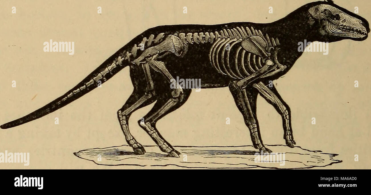 . Elements of geology : a text-book for colleges and for the general ...