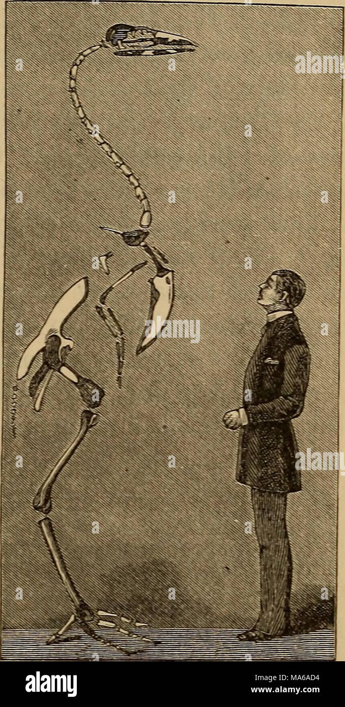 . Elements of geology : a text-book for colleges and for the general ...