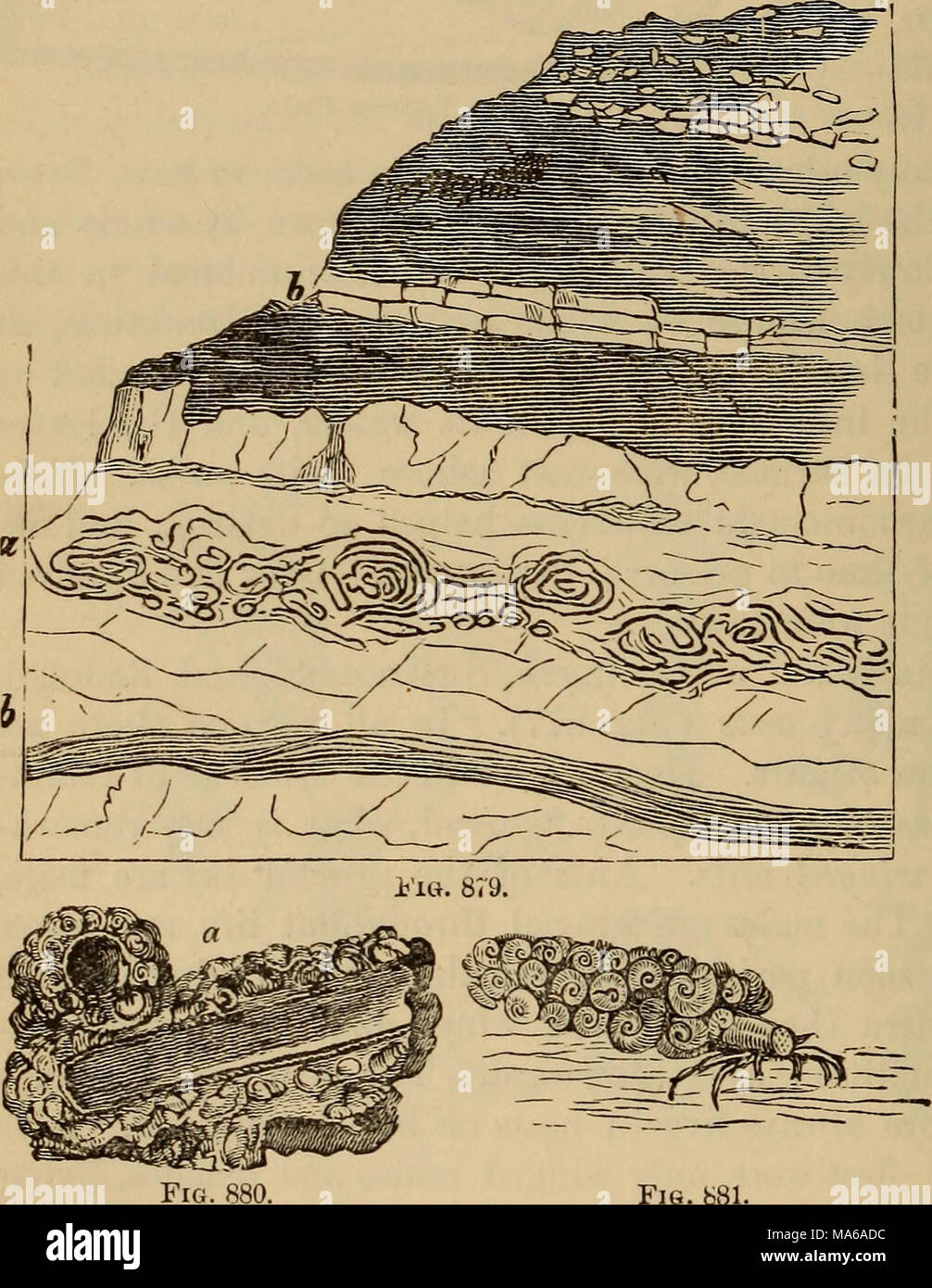 . Elements of geology : a text-book for colleges and for the general ...