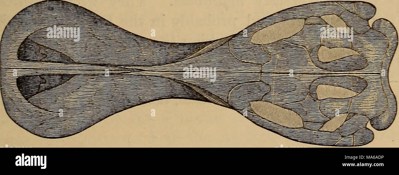 . Elements of geology : a text-book for colleges and for the general ...