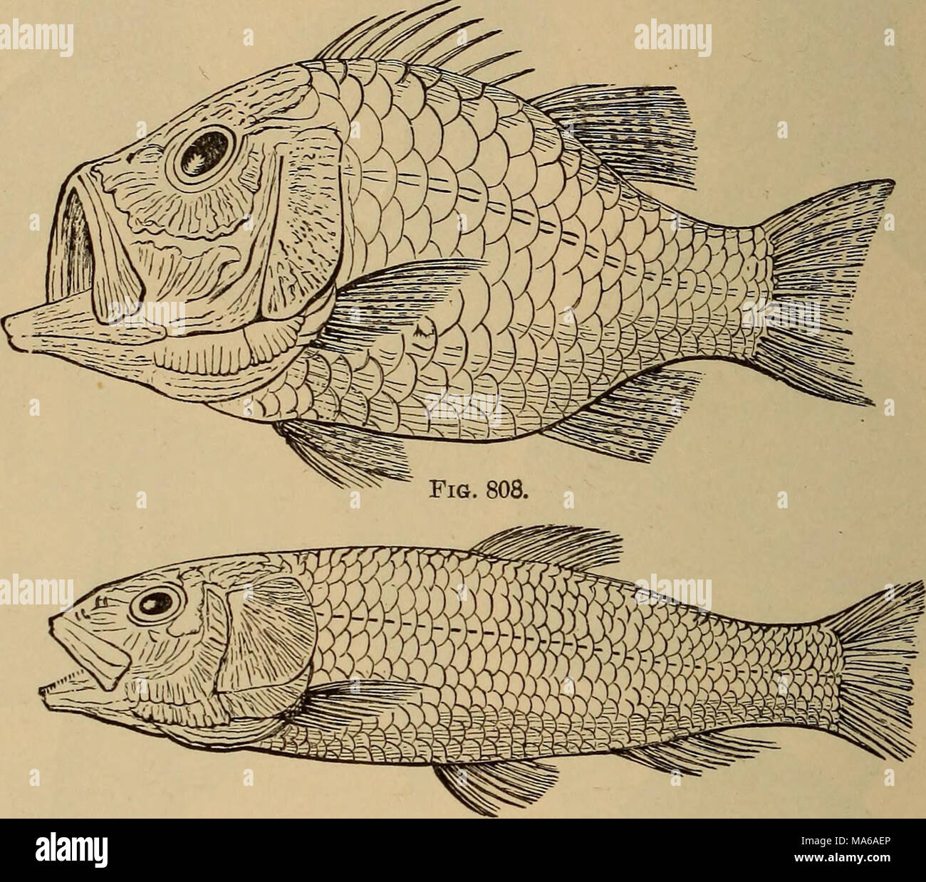 . Elements of geology : a text-book for colleges and for the general ...