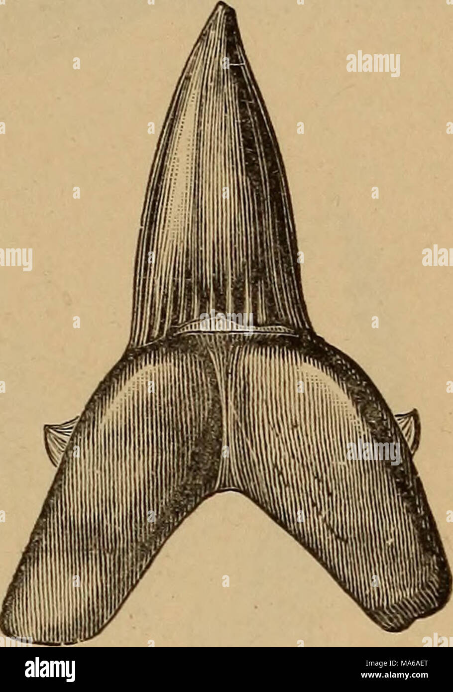 . Elements of geology : a text-book for colleges and for the general ...