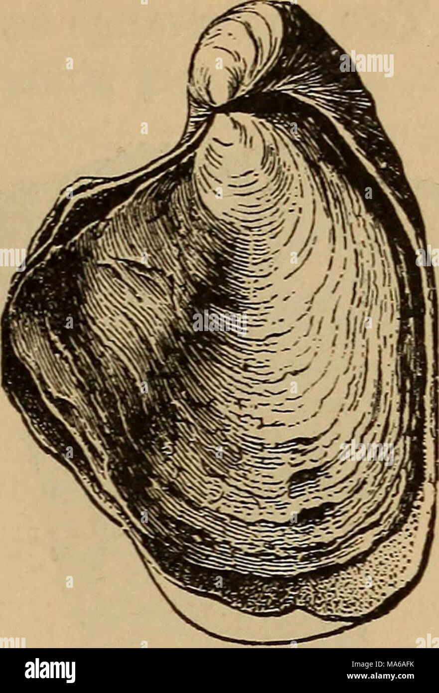. Elements of geology : a text-book for colleges and for the general ...