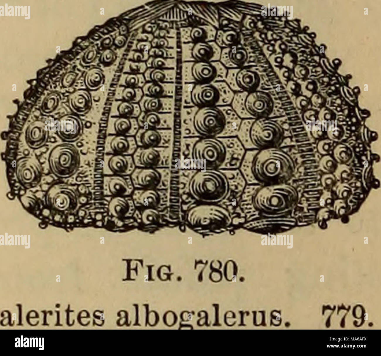 . Elements of geology : a text-book for colleges and for the general ...