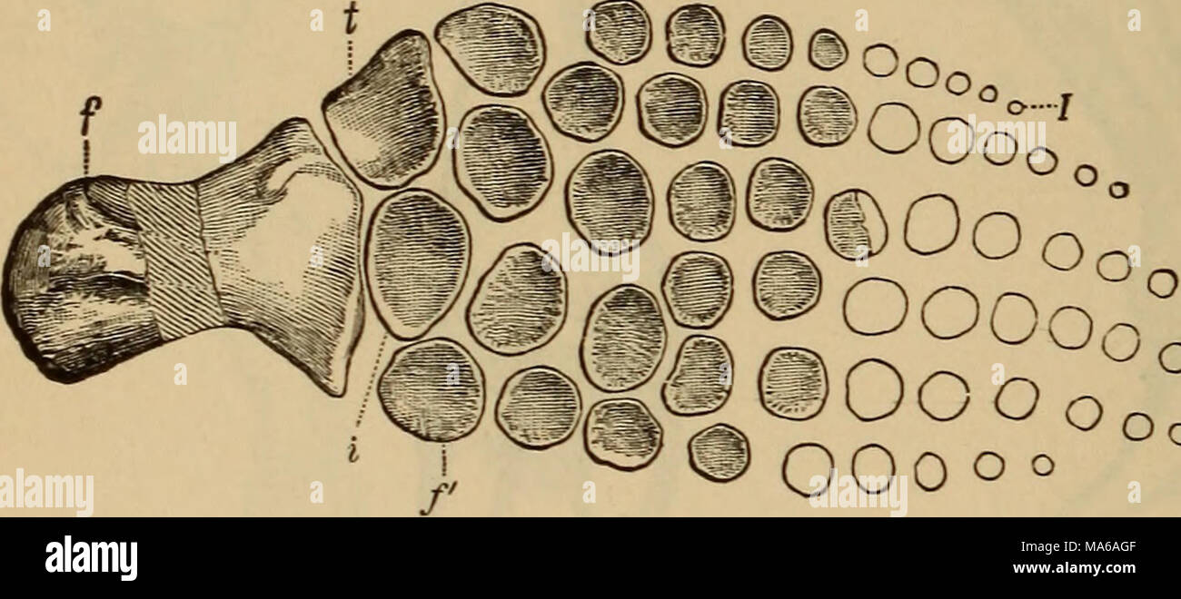 . Elements of geology : a text-book for colleges and for the general ...