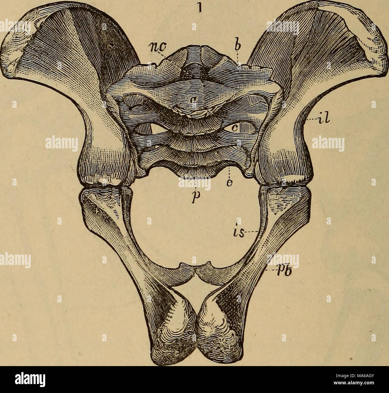 . Elements of geology : a text-book for colleges and for the general ...