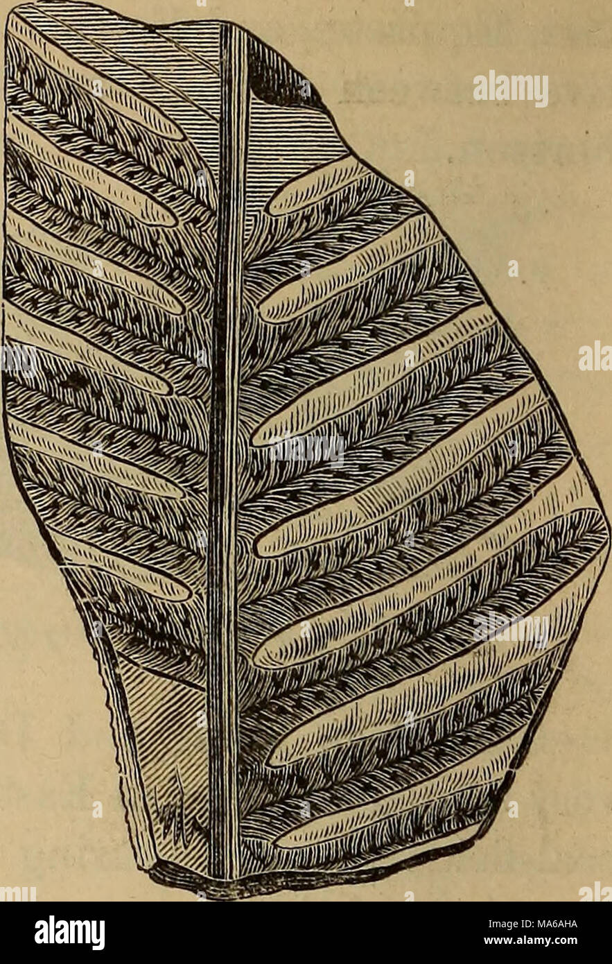 . Elements of geology : a text-book for colleges and for the general ...