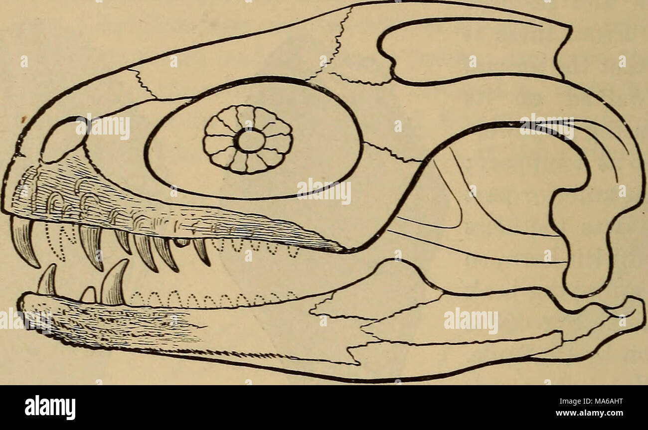 . Elements of geology : a text-book for colleges and for the general ...