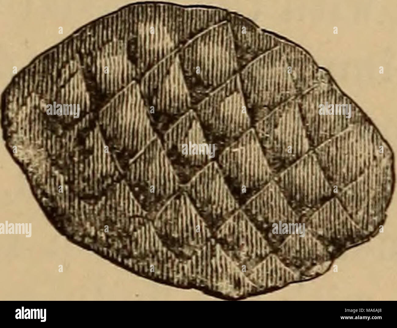 . Elements of geology : a text-book for colleges and for the general ...