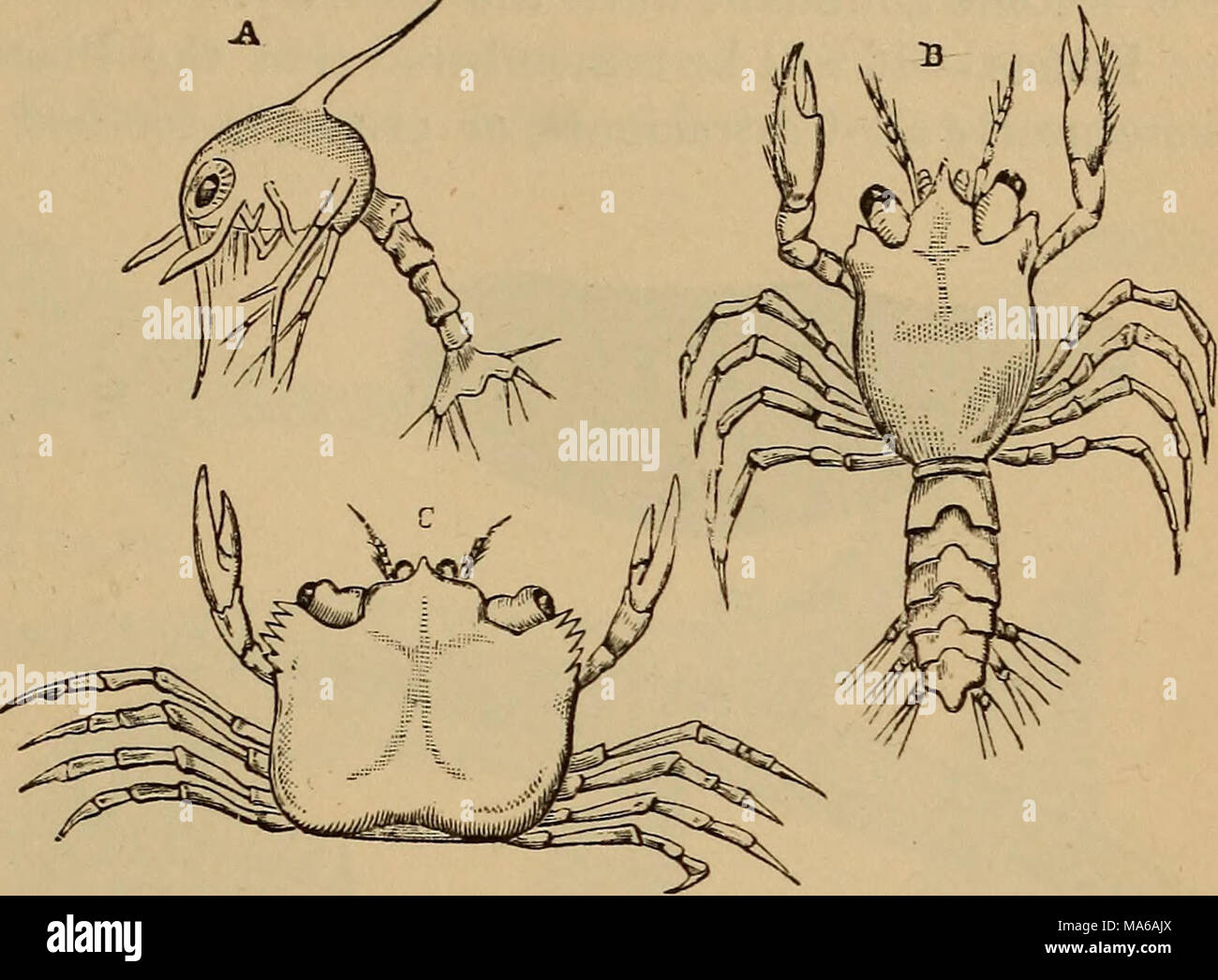 . Elements of geology : a text-book for colleges and for the general ...