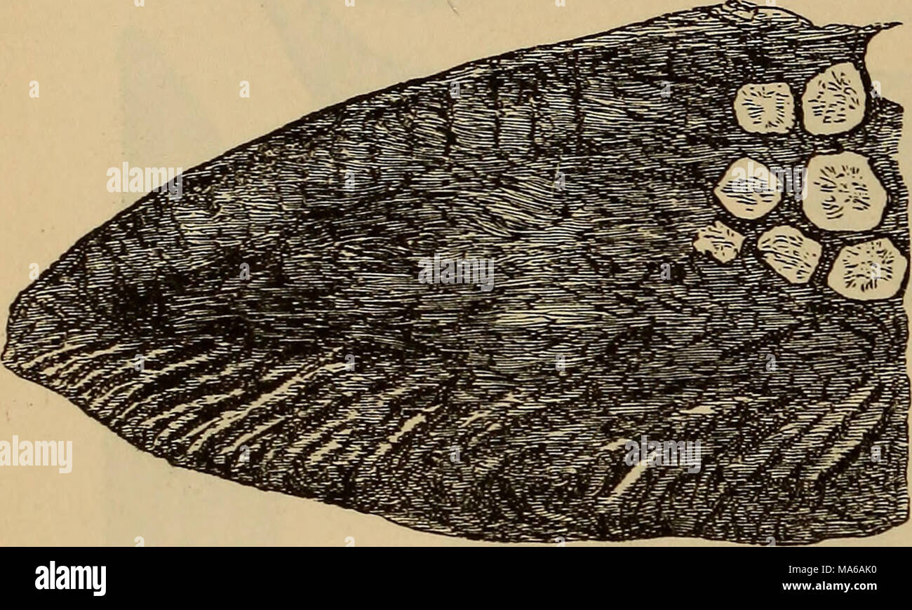 . Elements of geology : a text-book for colleges and for the general ...