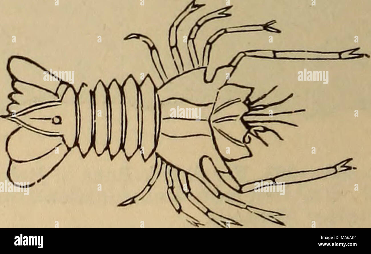 . Elements of geology : a text-book for colleges and for the general ...