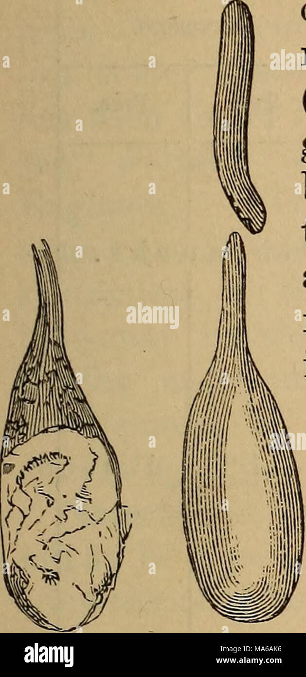 . Elements of geology : a text-book for colleges and for the general ...