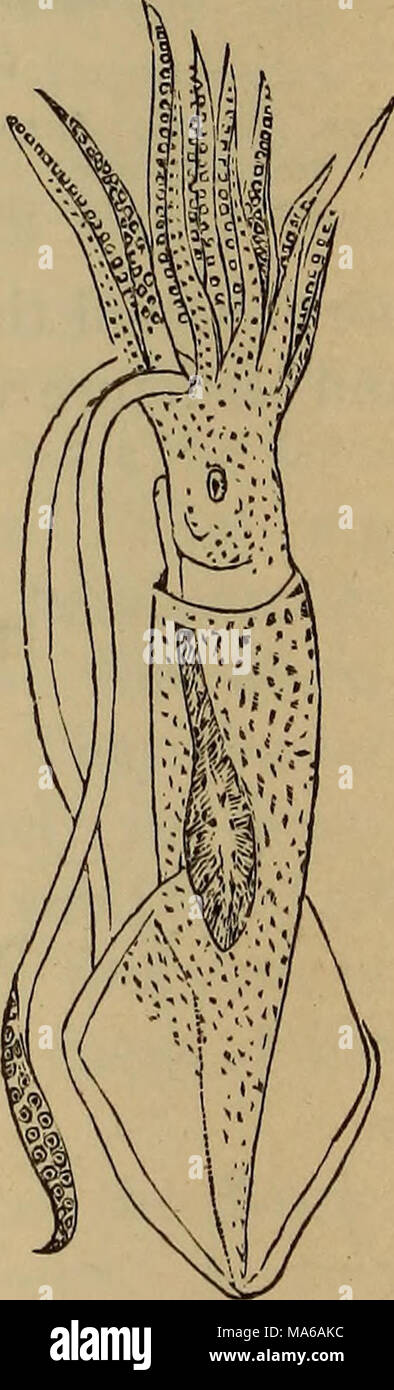 . Elements of geology : a text-book for colleges and for the general ...