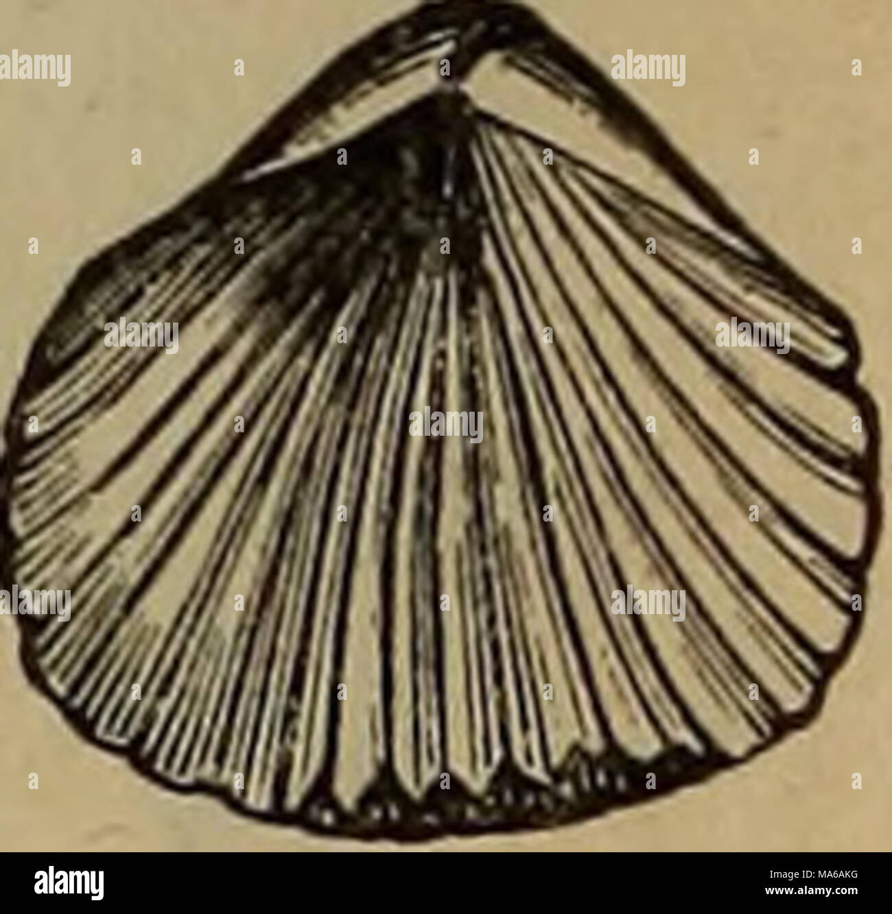 . Elements of geology : a text-book for colleges and for the general ...