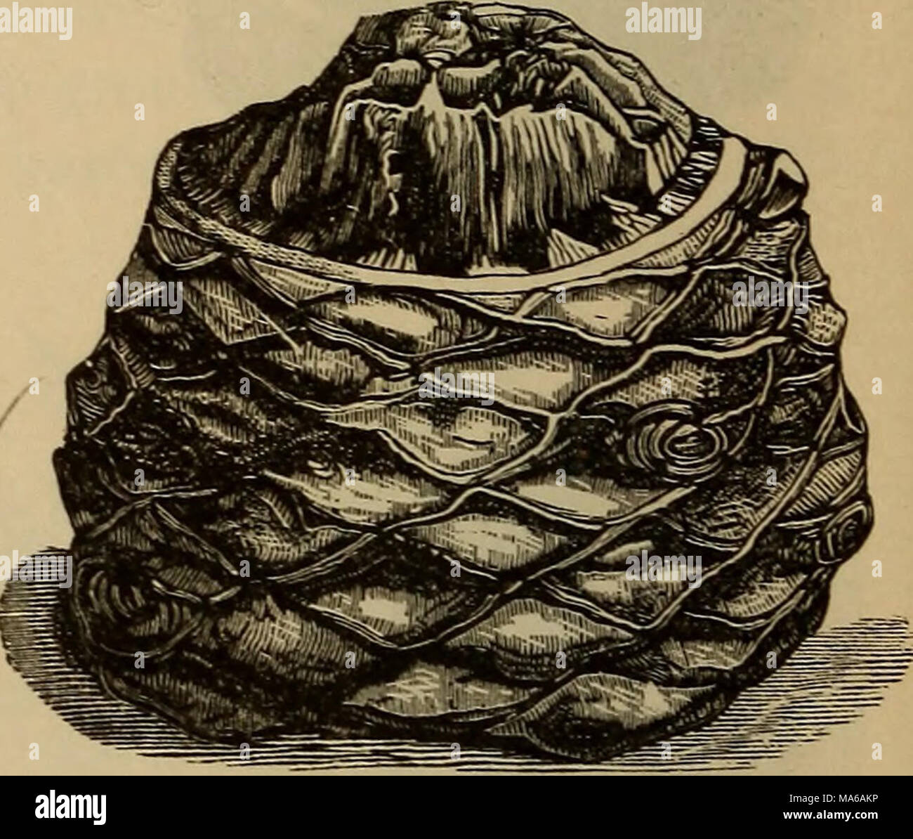 . Elements of geology : a text-book for colleges and for the general ...