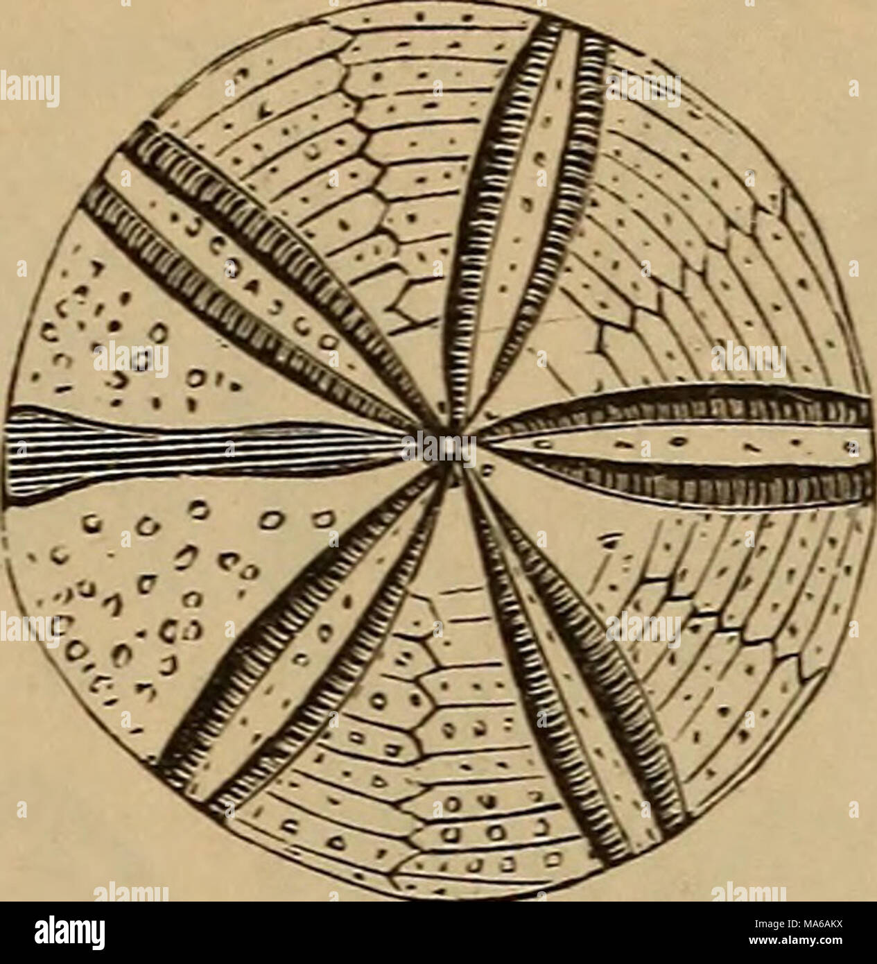 . Elements of geology : a text-book for colleges and for the general ...