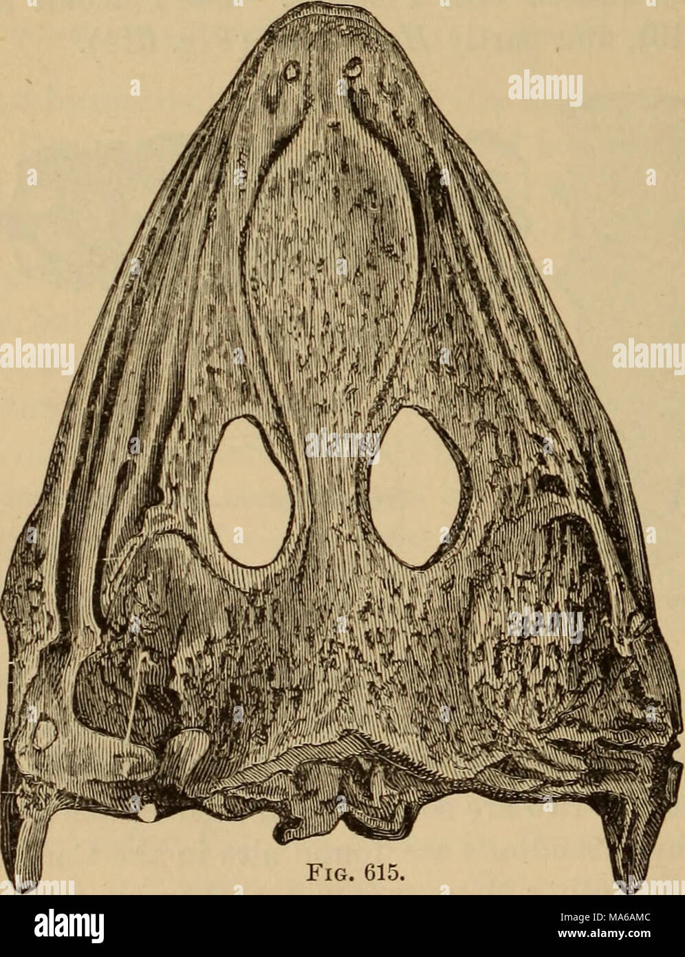 . Elements of geology : a text-book for colleges and for the general ...