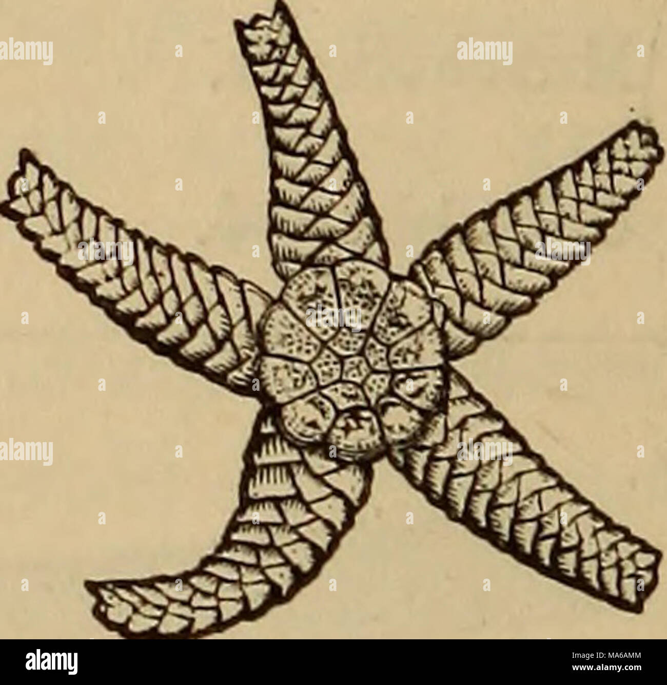 . Elements of geology : a text-book for colleges and for the general ...