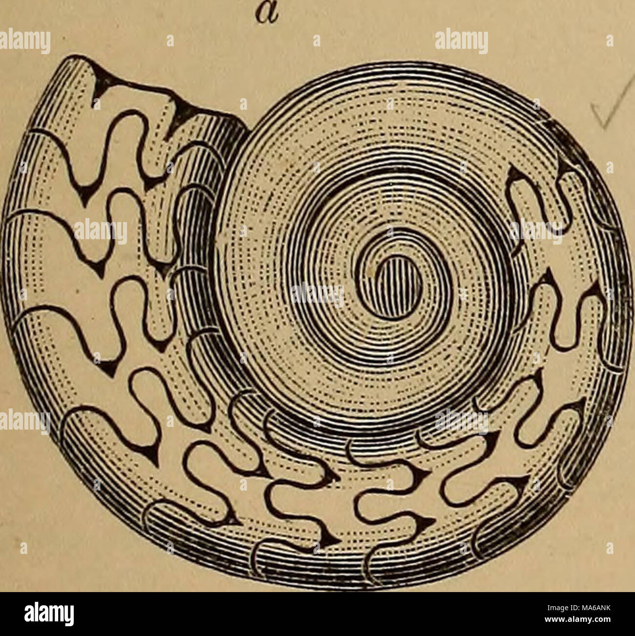 . Elements of geology : a text-book for colleges and for the general ...