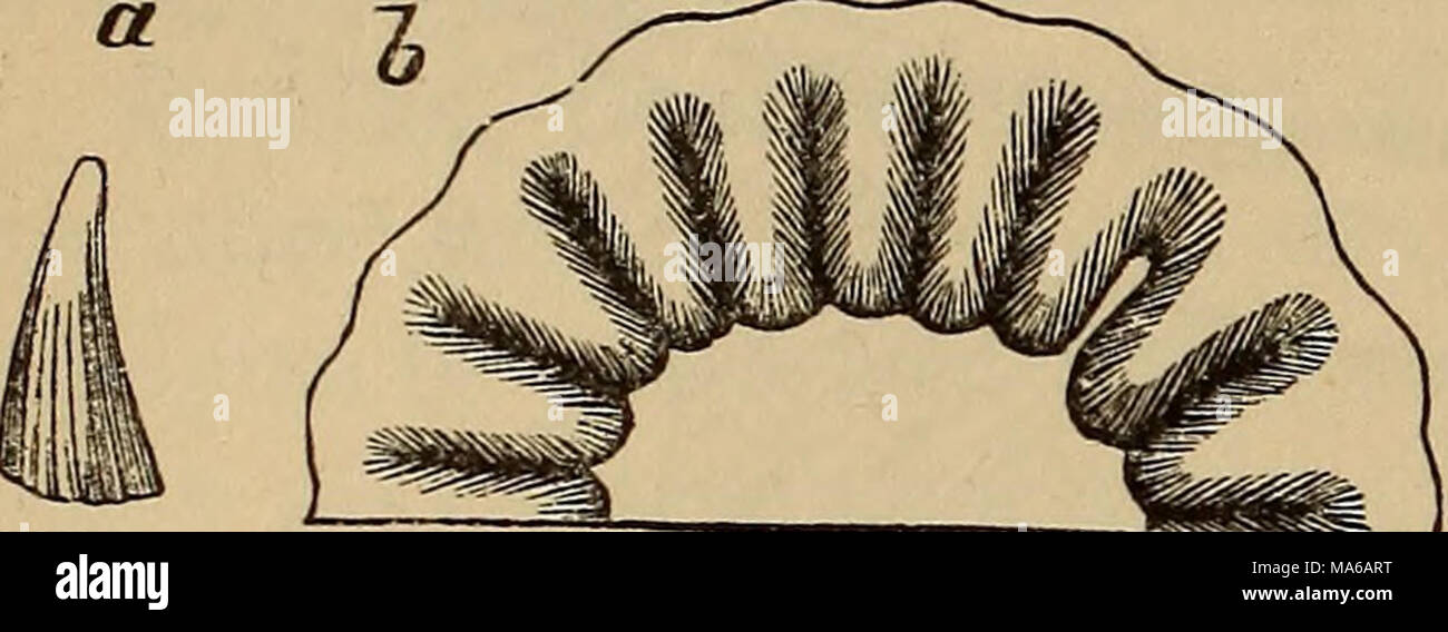 . Elements of geology : a text-book for colleges and for the general ...